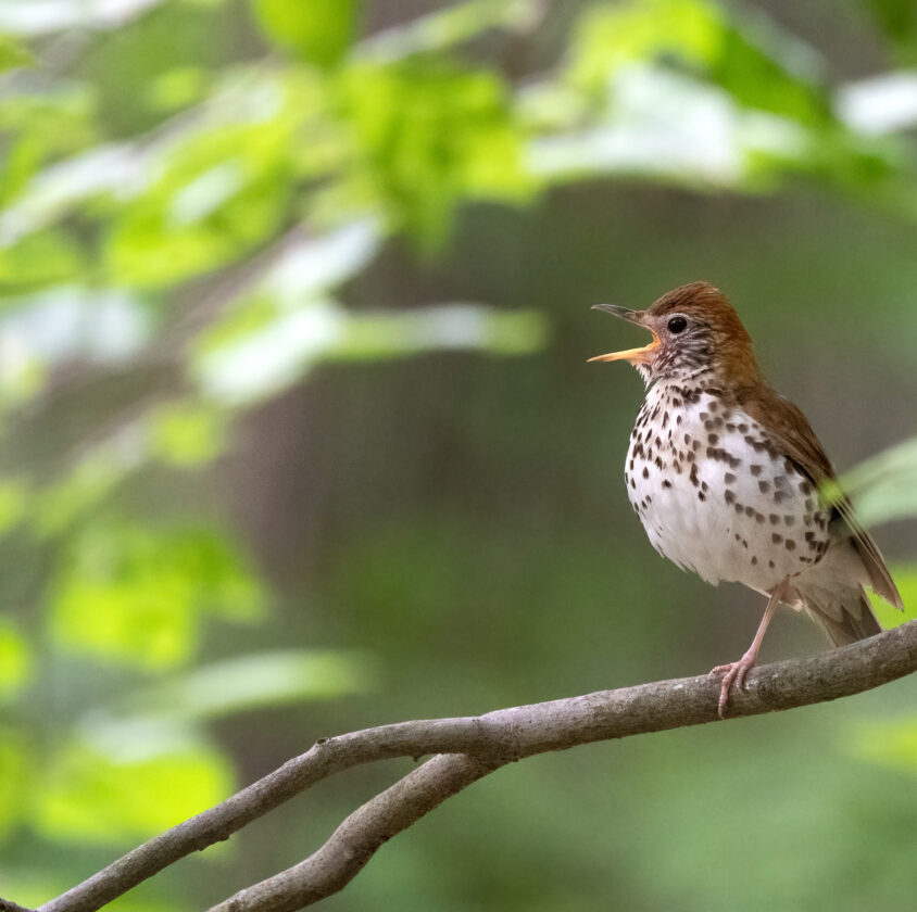 Chirping away: A look at bird calls and various songs from our avian ...
